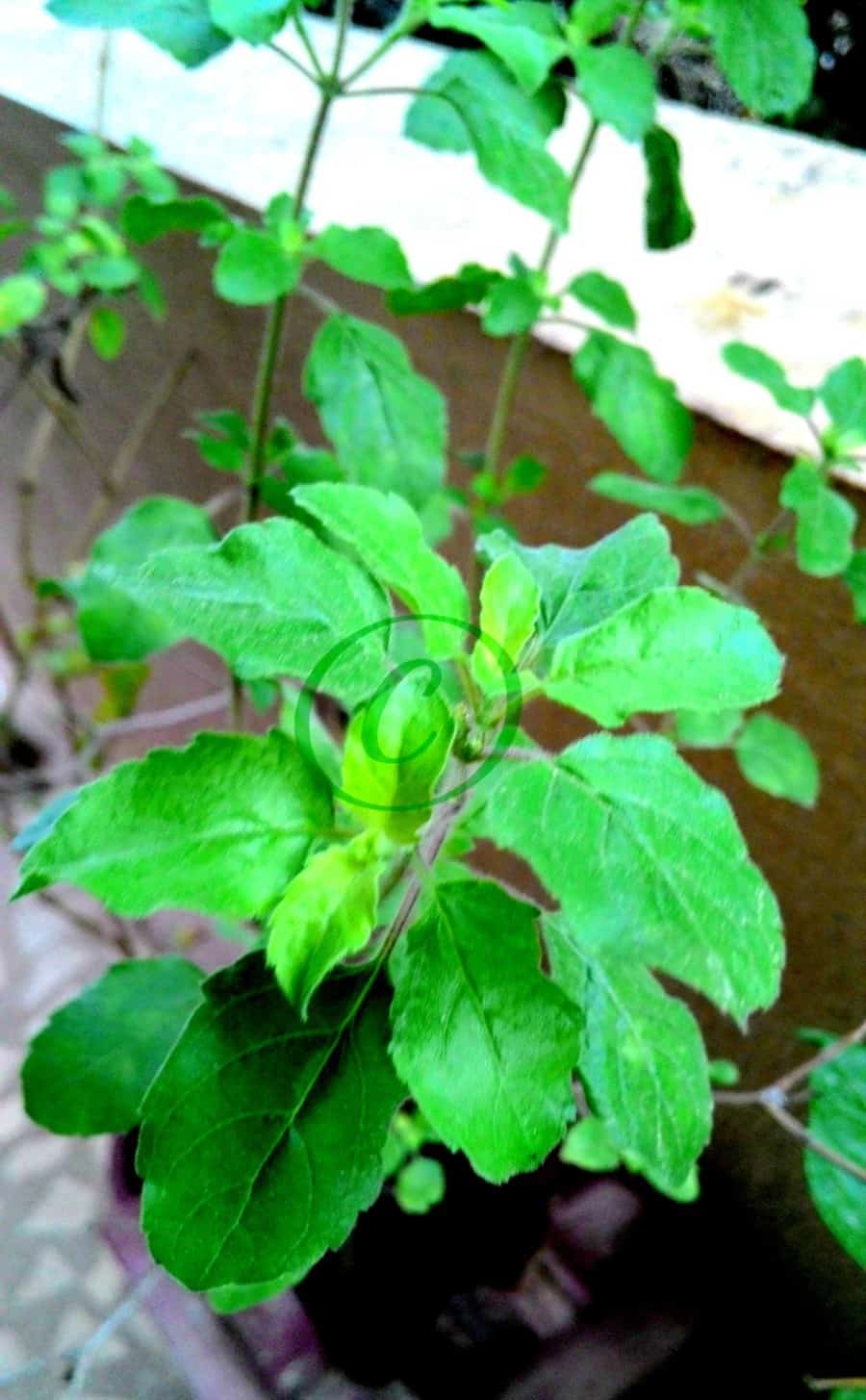 Natural Benefits of Tulsi for Kids, Elders & Detox in Ayurveda